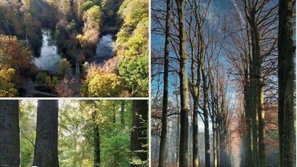 Les gardes forestiers de la forêt de Soignes désarmés - RTBF Actus