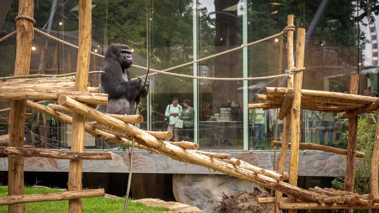 Le zoo d'Anvers inaugure une nouvelle vallée pour ses singes - RTBF Actus
