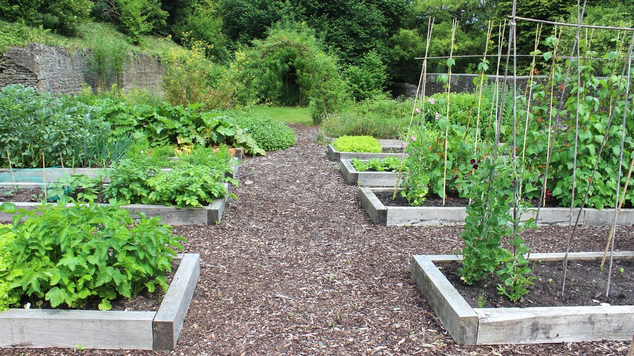 Au potager, innovons : cinq nouvelles cultures à découvrir dès ce ...