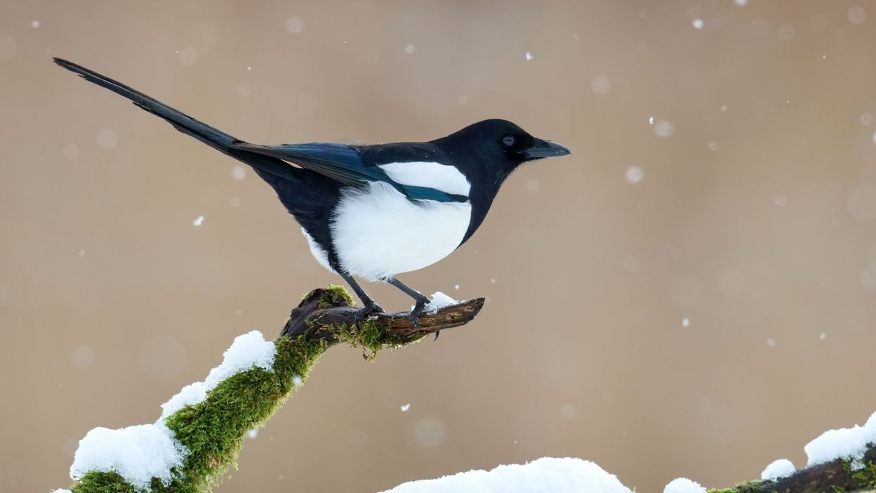 Nourrir les oiseaux en hiver, mais avec quoi ? Quelques conseils de l ...