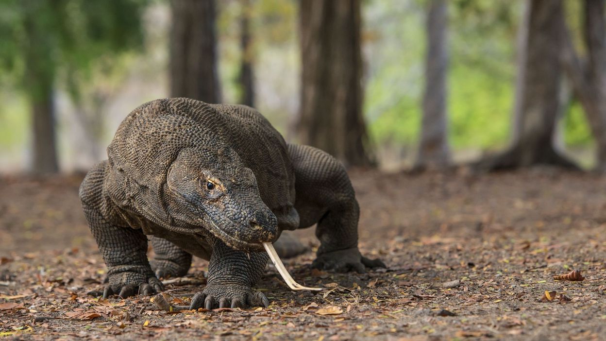 Pourquoi le ouakari chauve a-t-il le visage rouge? - RTBF Actus