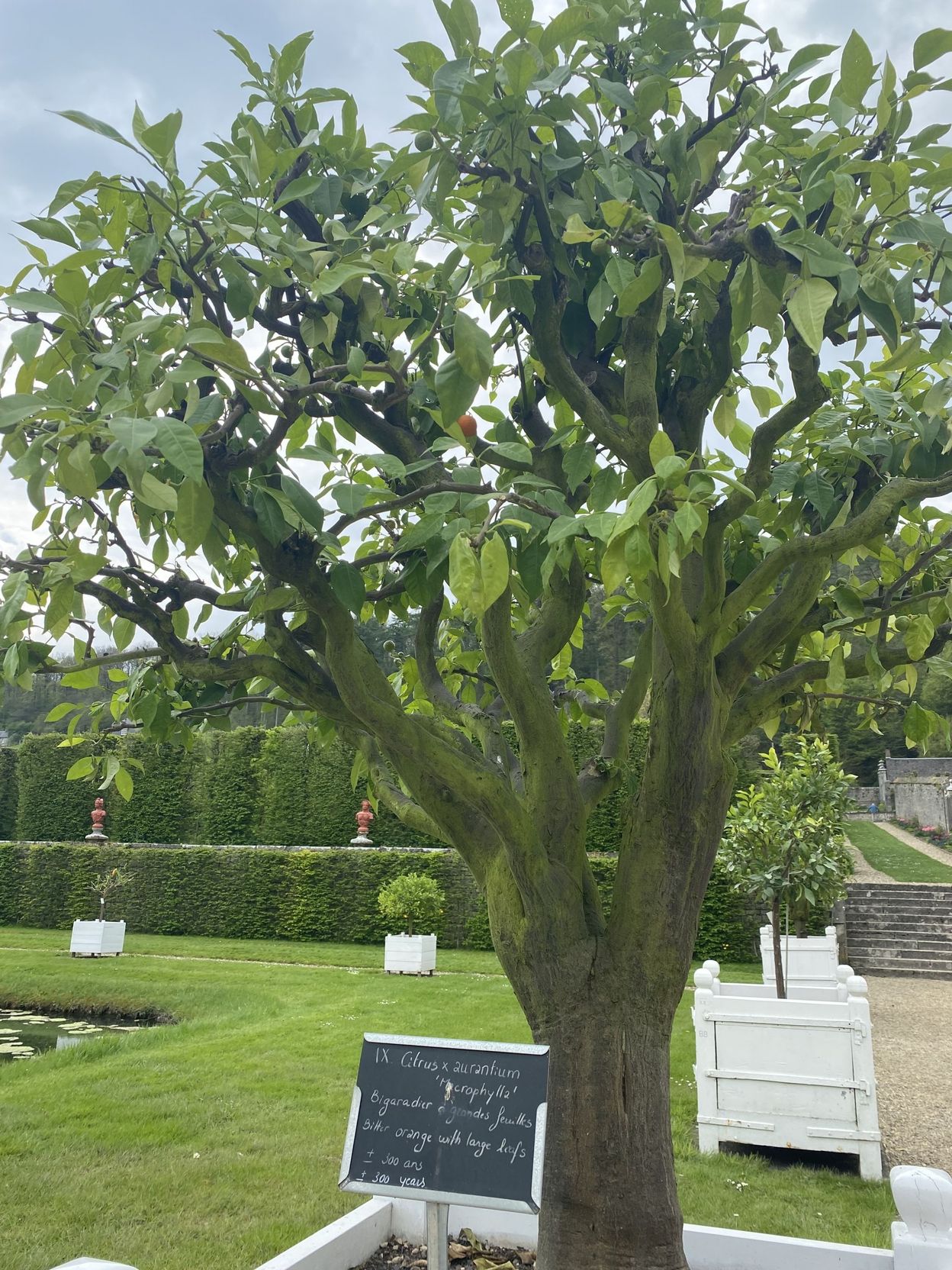 Les orangers à nouveau de sortie au Château de Freÿr: « Nos plus vieux ...