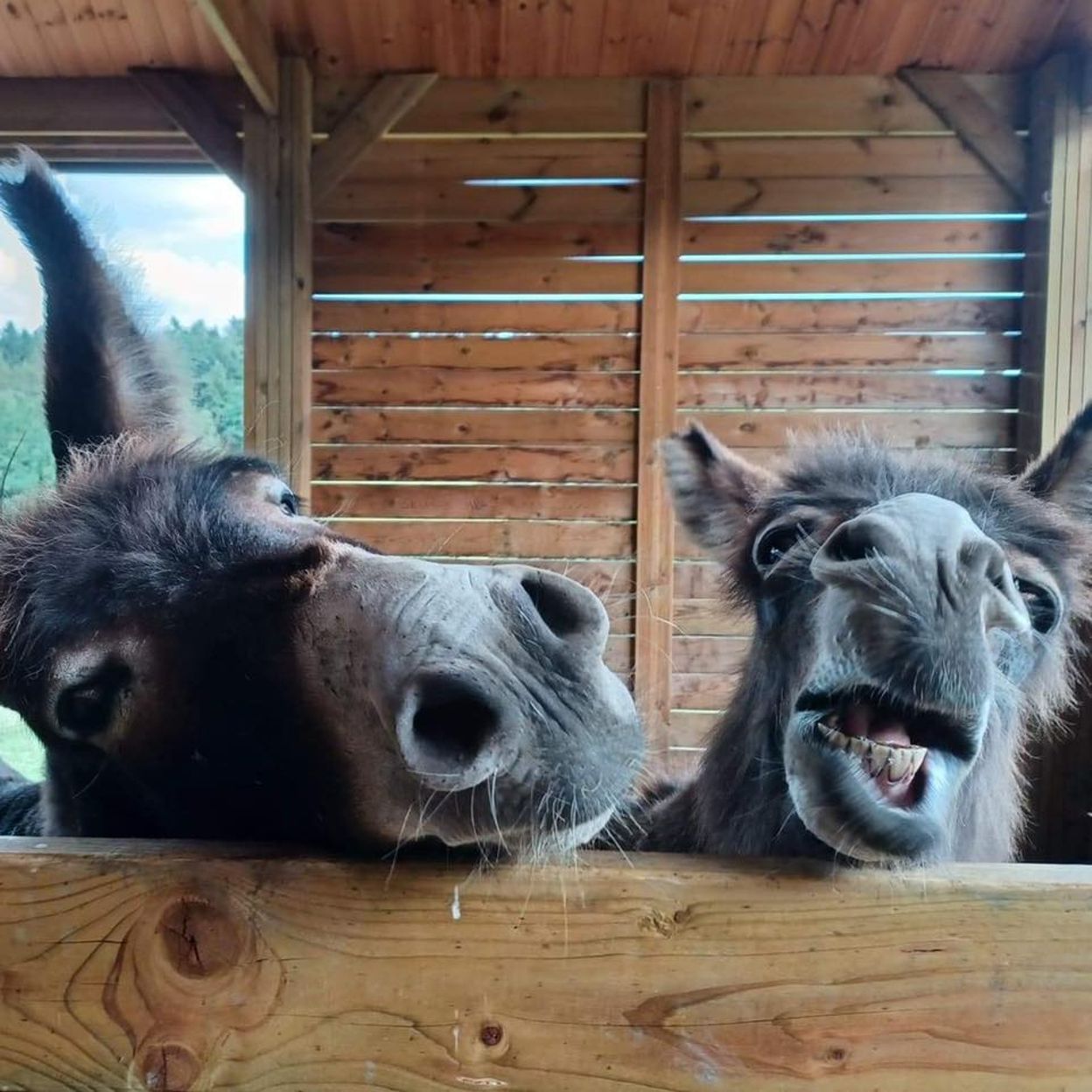 On a testé pour vous le Parc Forestia à Theux - RTBF Actus