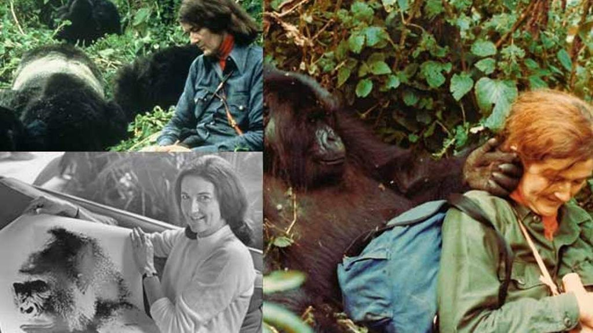 Dian Fossey, Jane Goodall, Biruté Galdikas : les Anges de Leakey - RTBF ...