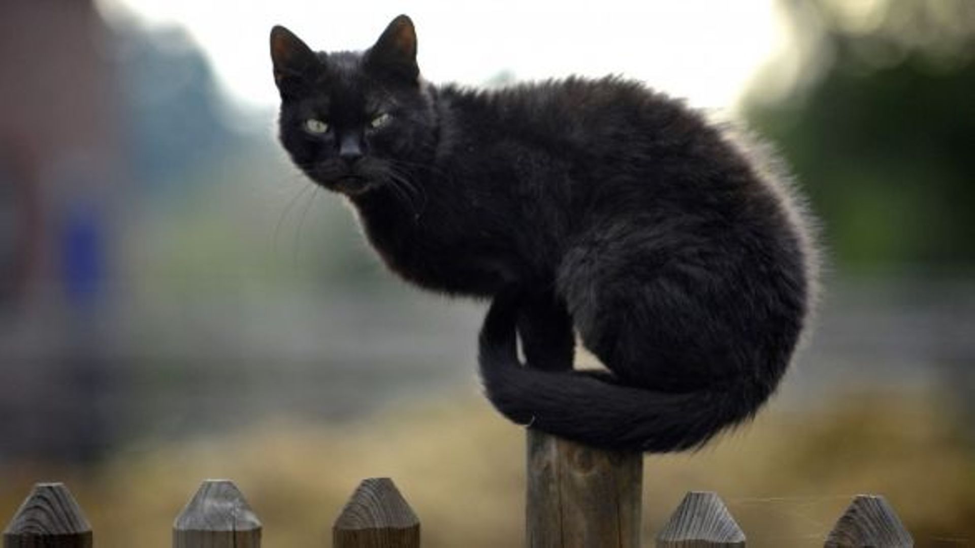 Bientôt un plan de stérilisation obligatoire des chats domestiques ...