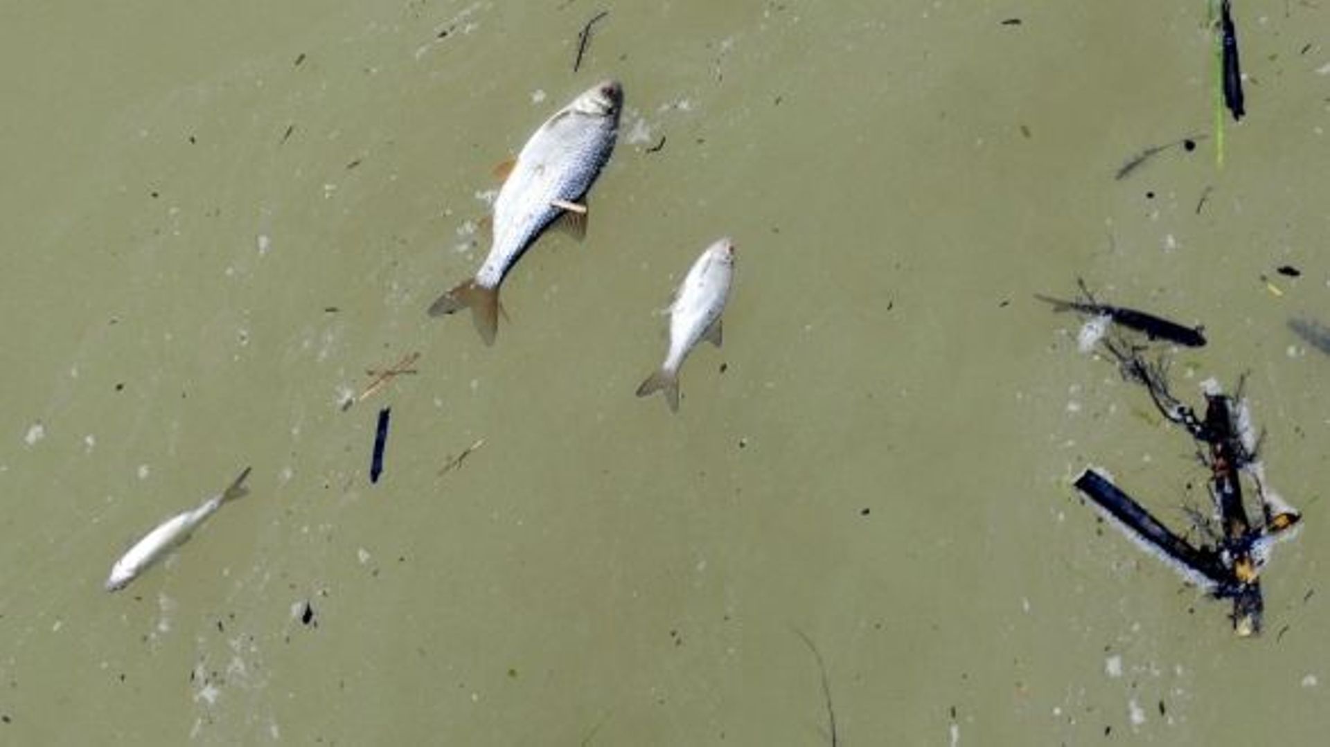 Hongrie: l'écosystème du Danube en danger - RTBF Actus
