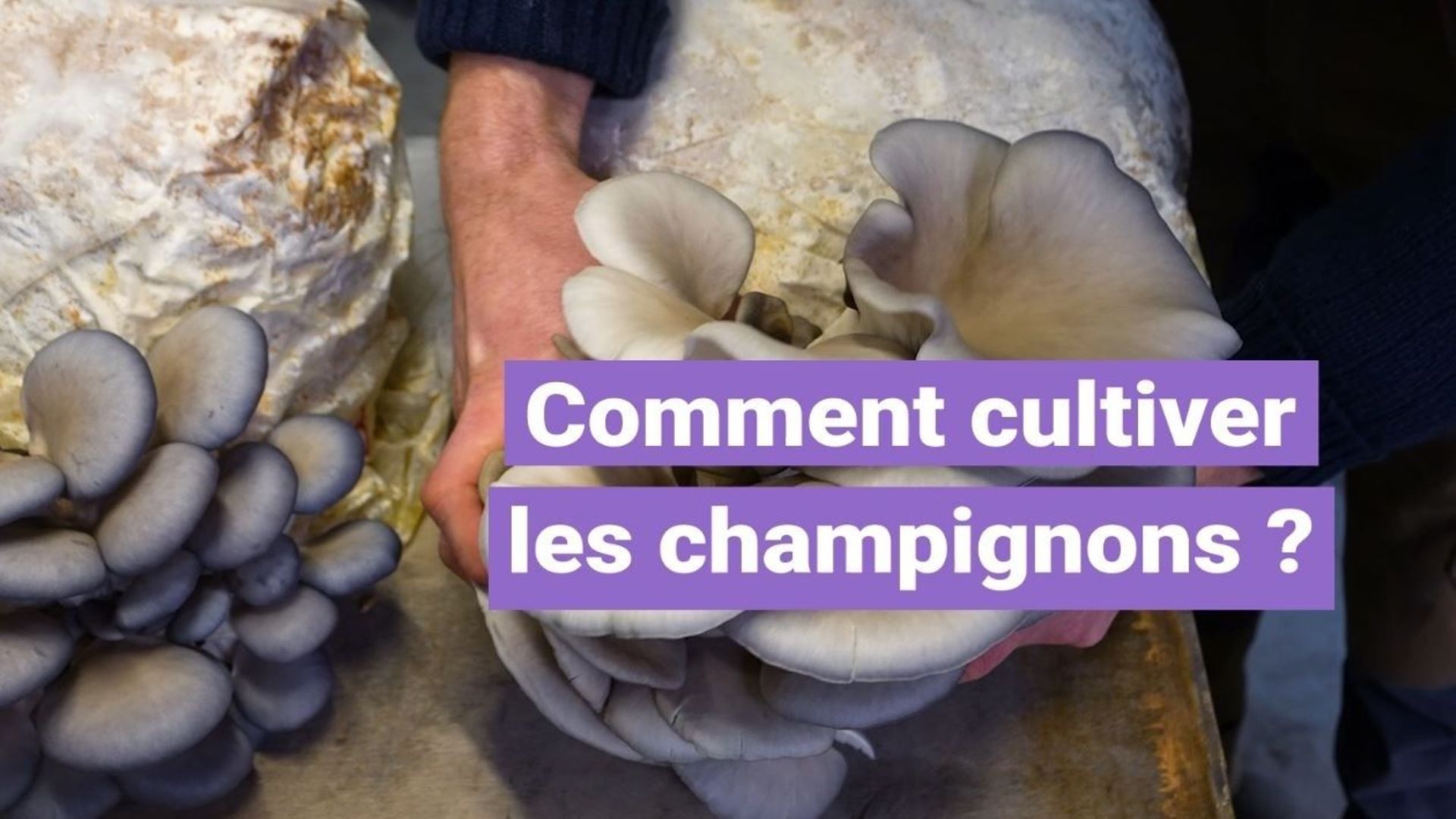 Cultiver très facilement ses propres champignons - RTBF Actus