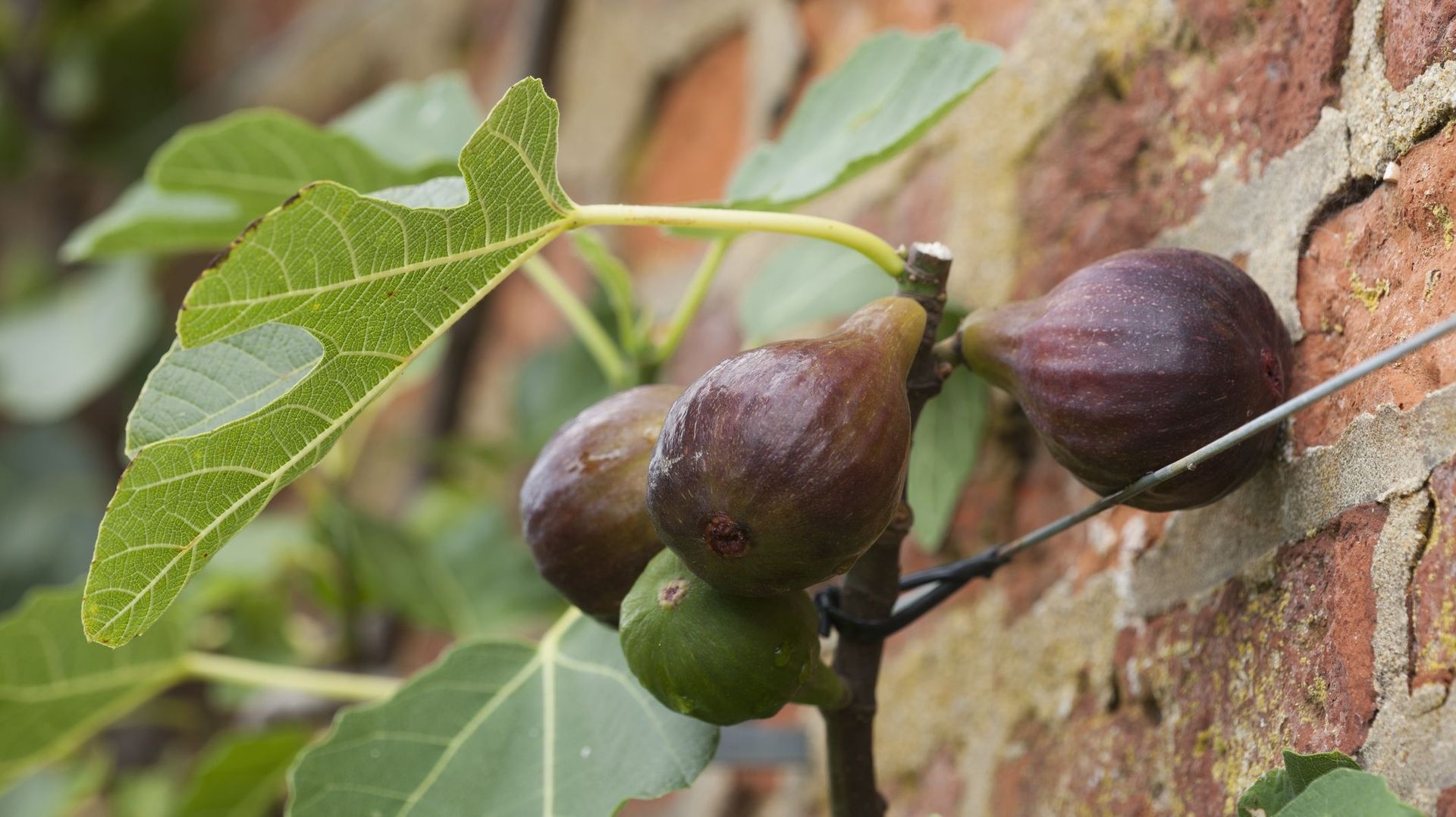 Quel figuier cultiver en Belgique ? - RTBF Actus