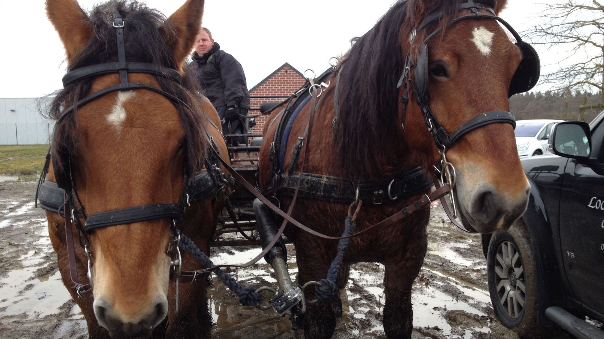 Cheval de trait et attelage - RTBF Actus