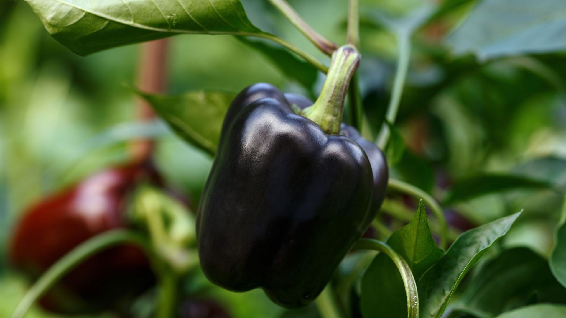 Tout savoir sur les semis de poivrons : techniques, calendrier et ...