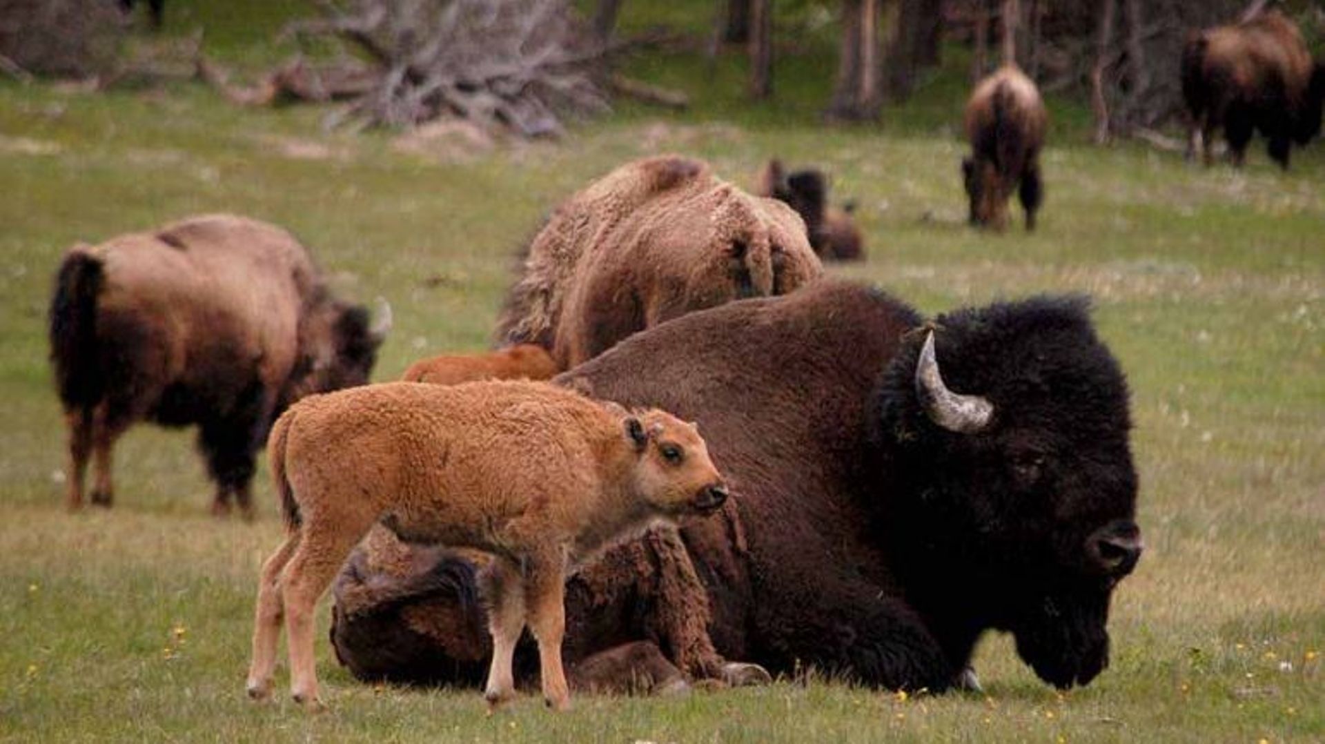 Le bison devient officiellement le mammifère national des Etats-Unis ...