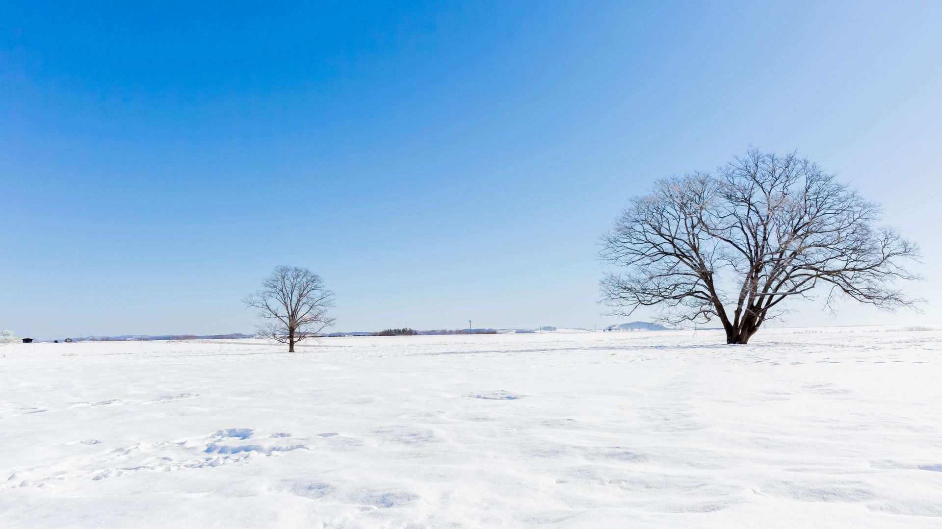 L’orme anglais, un arbre à faire renaître dans les jardins et les parcs ...