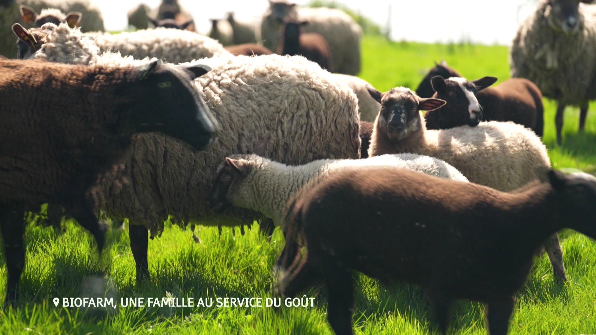 Les Ambassadeurs au Préhistomuseum de Ramioul - RTBF Actus
