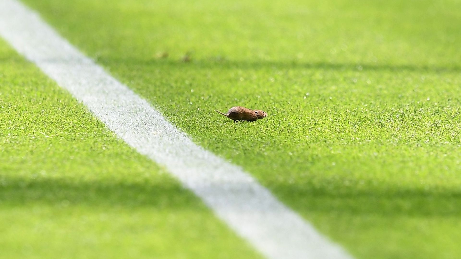 Australie : des détenus évacués en raison d'une invasion de souris ...