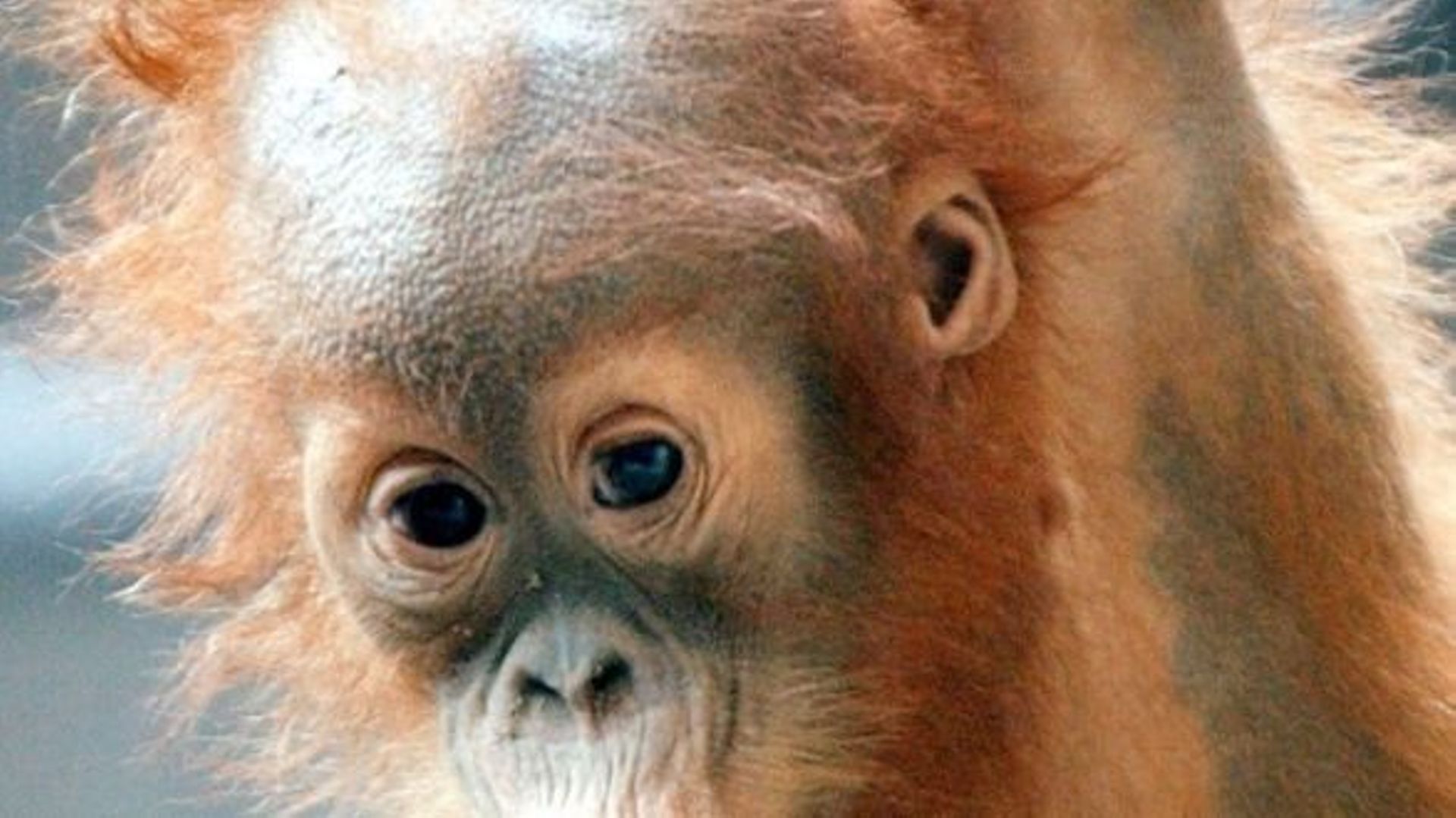 WWF: les grands singes sont en train de disparaître - RTBF Actus