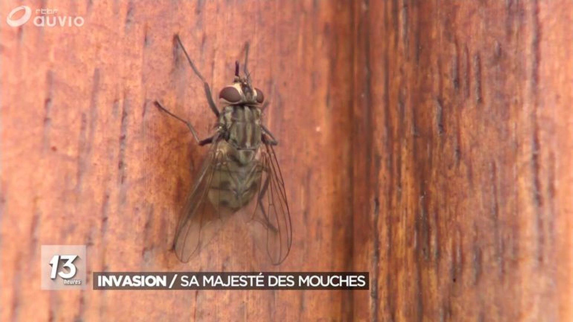 Invasion de mouches à Braives: la commune cherche une solution - RTBF Actus