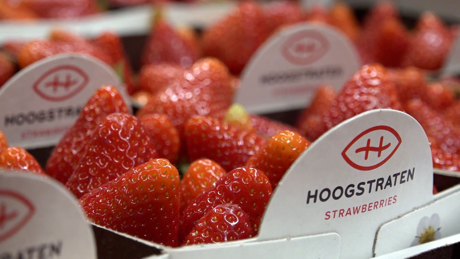 Pourquoi les fraises coûtent si cher ? Les producteurs se sucrent-ils ...