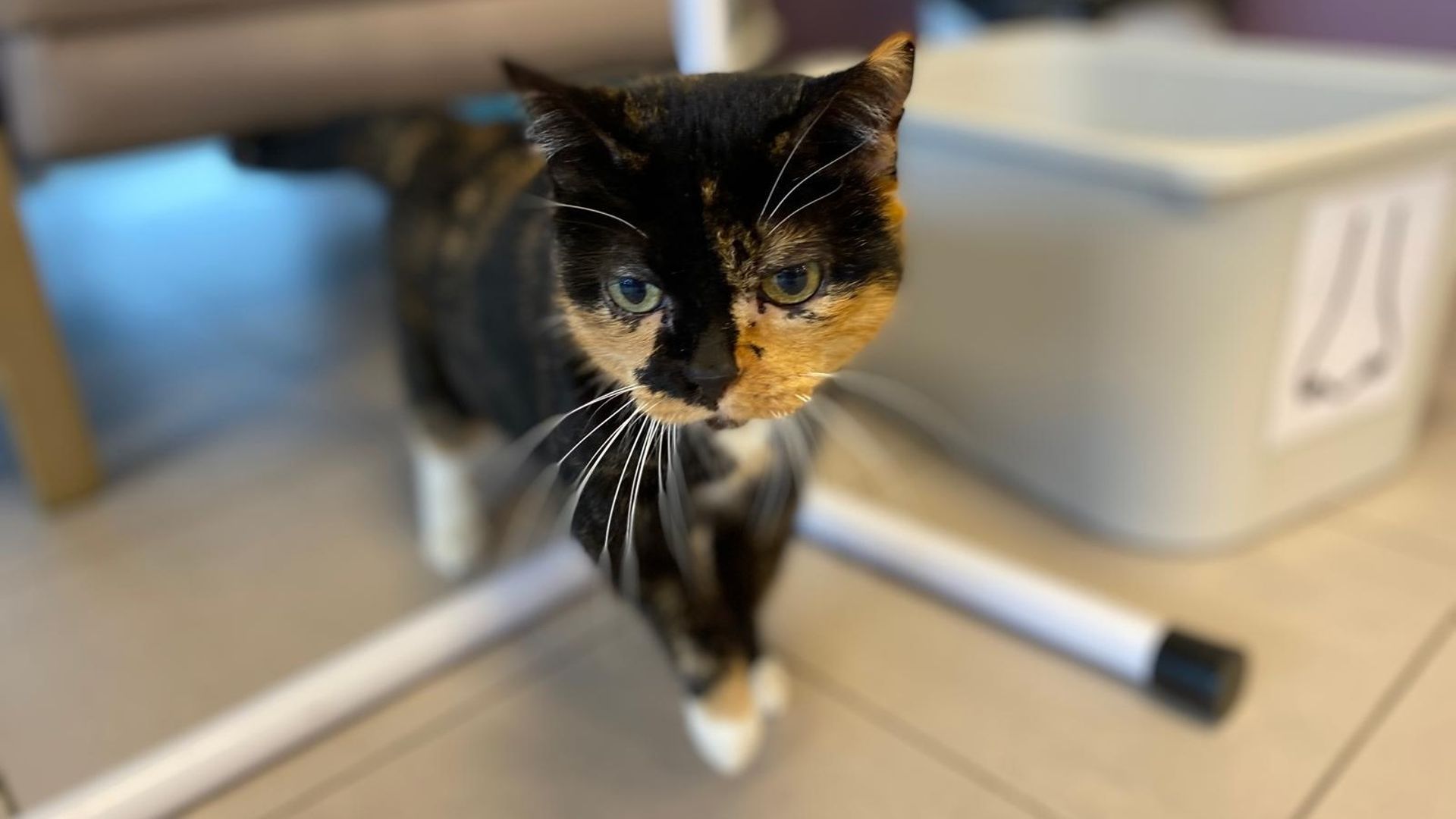Donuts, le chat, apaise les patients désorientés de cette maison de ...
