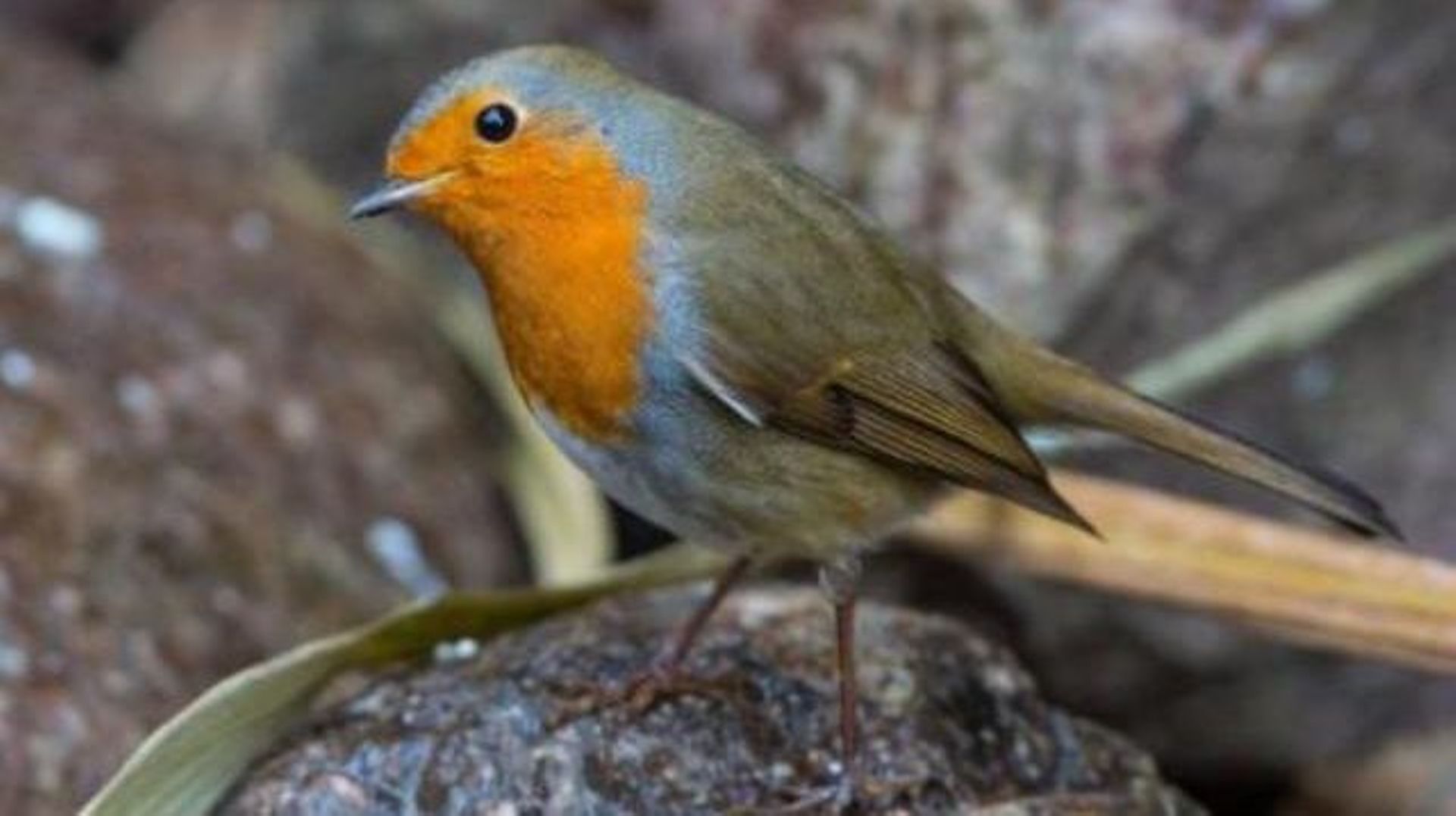 Oiseaux de nos jardins: 'Les granivores sont en danger', selon Natagora ...