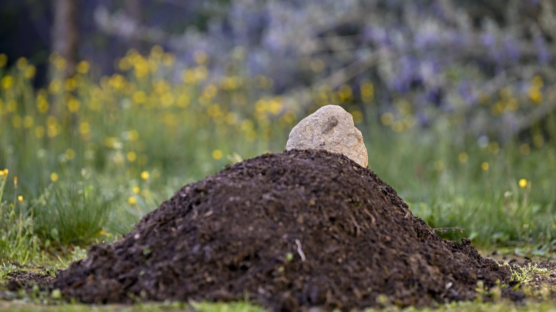 L’essor des funérailles écologiques - RTBF Actus