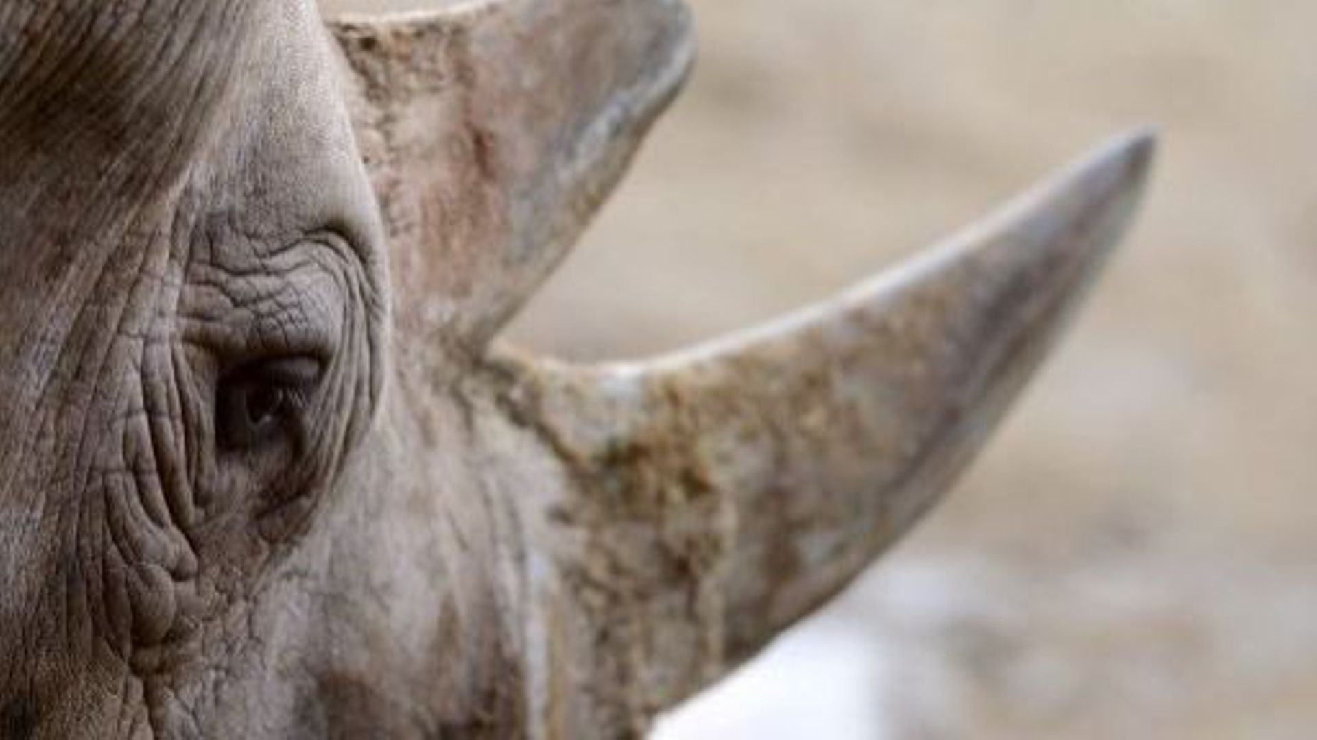 Plus de 27 kilos de cornes de rhinocéros saisis en Thaïlande et au Vietnam