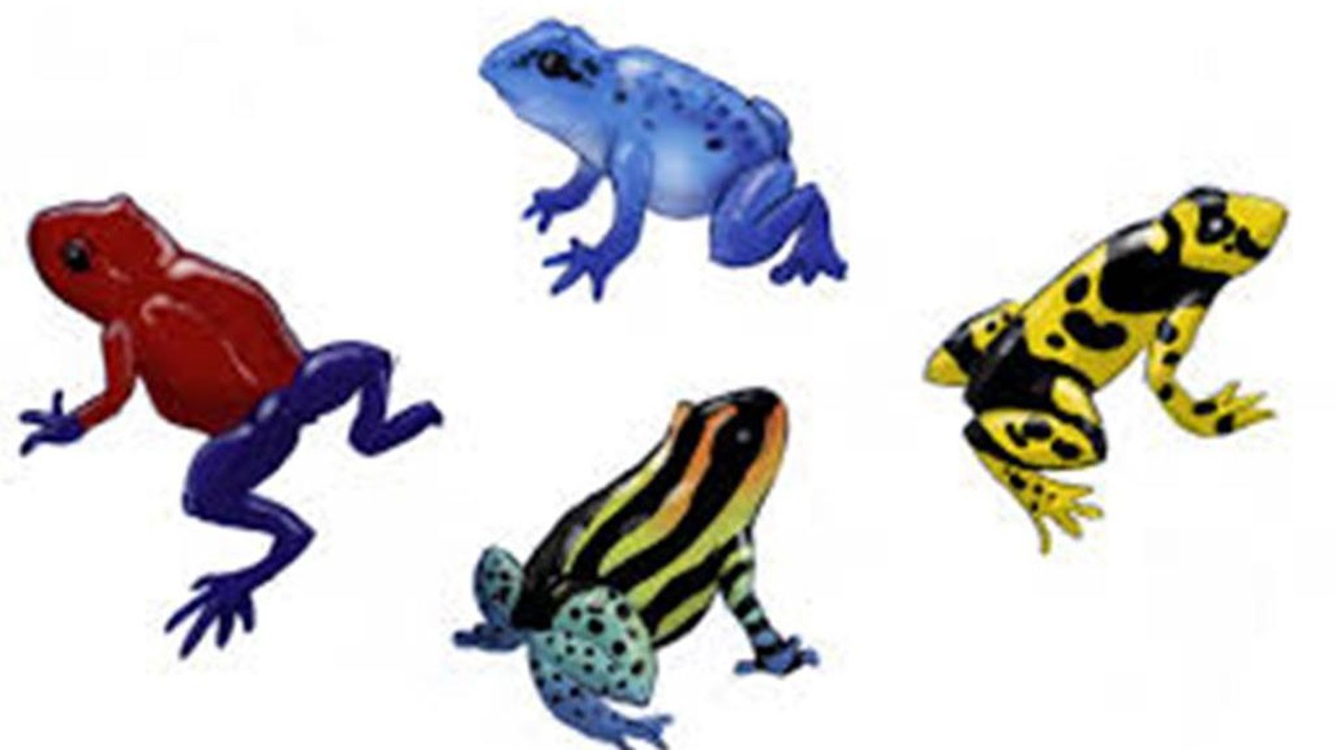 Histoires d'anoures ou tout savoir sur les batraciens - RTBF Actus