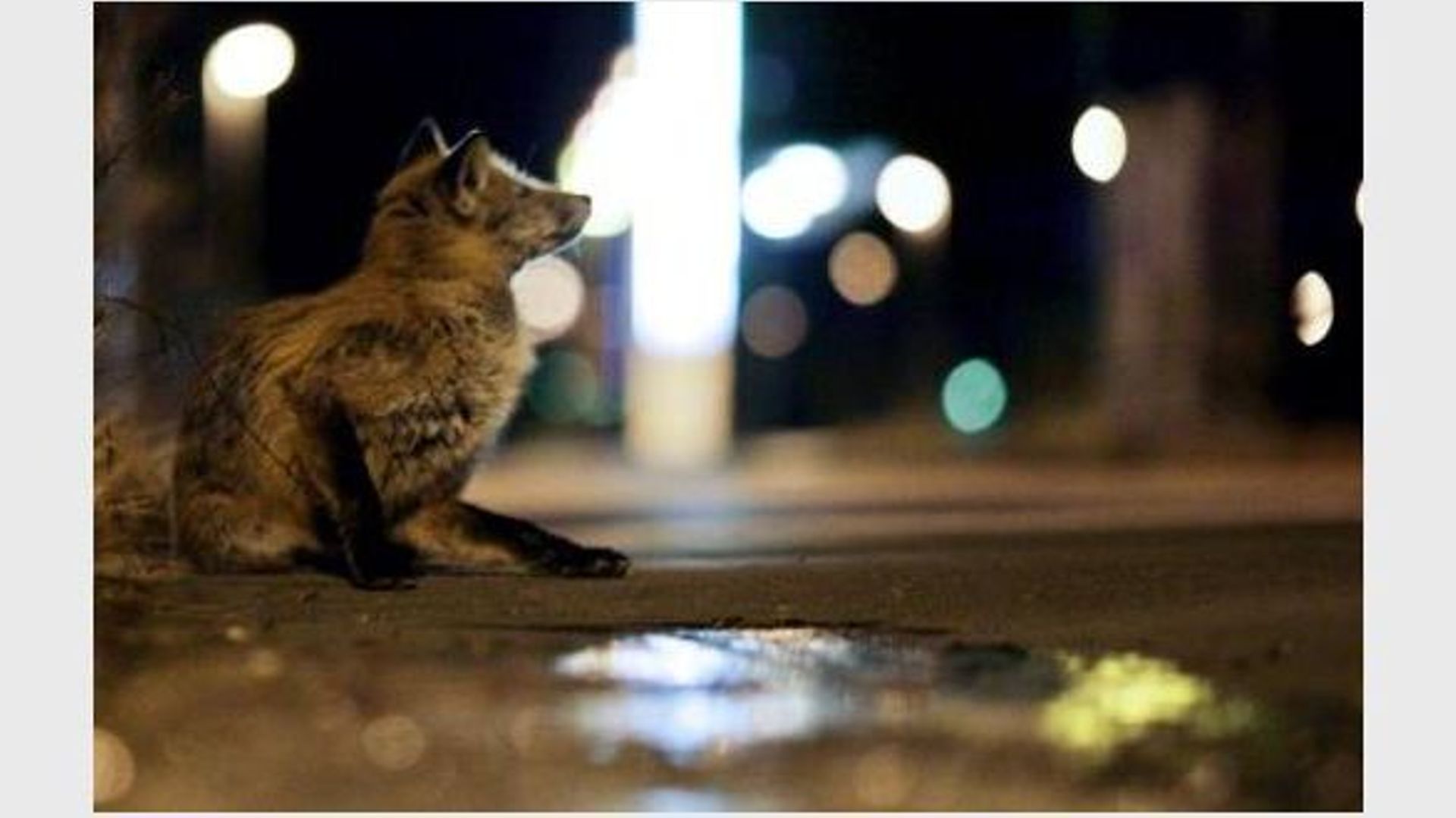 La Question de l'Auditeur : gentils renards - RTBF Actus