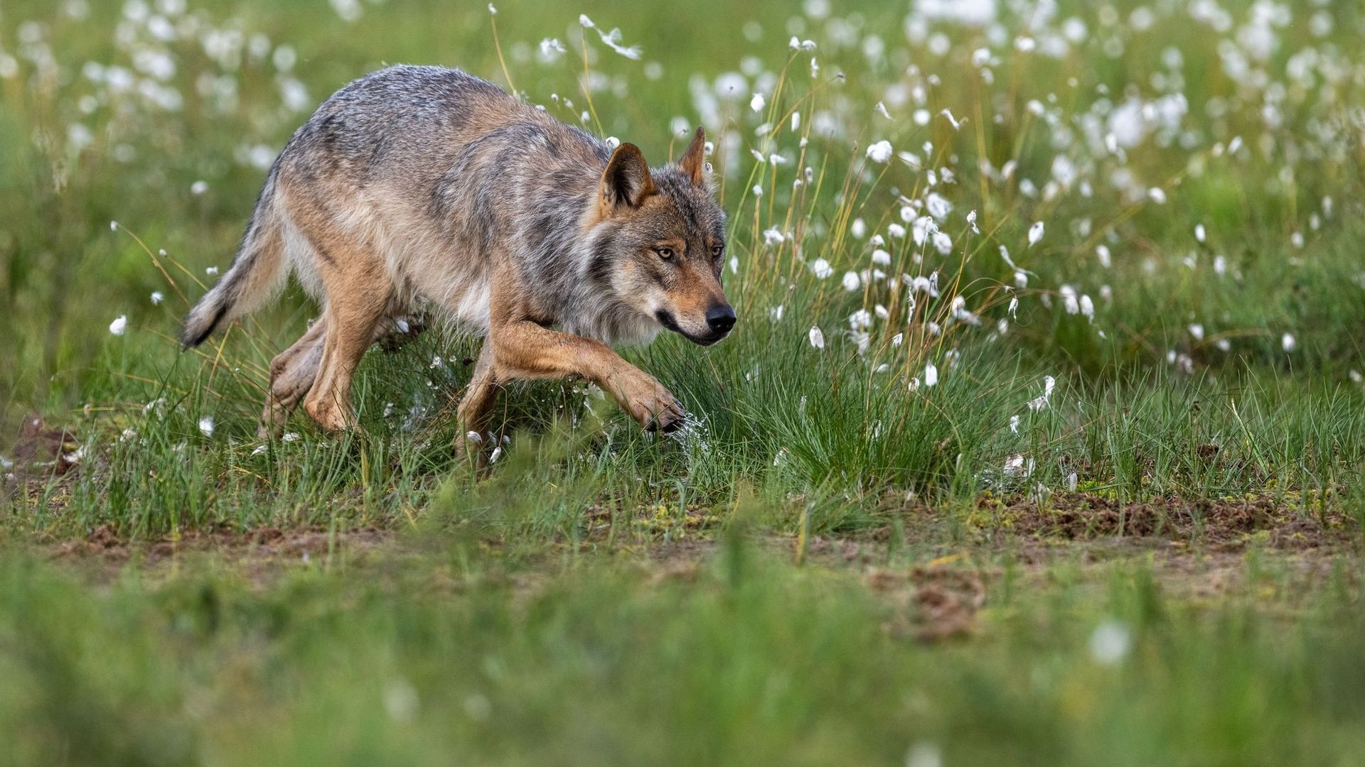 Le loup géant de Games of Thrones disparu depuis 10.000 ans a-t-il ...