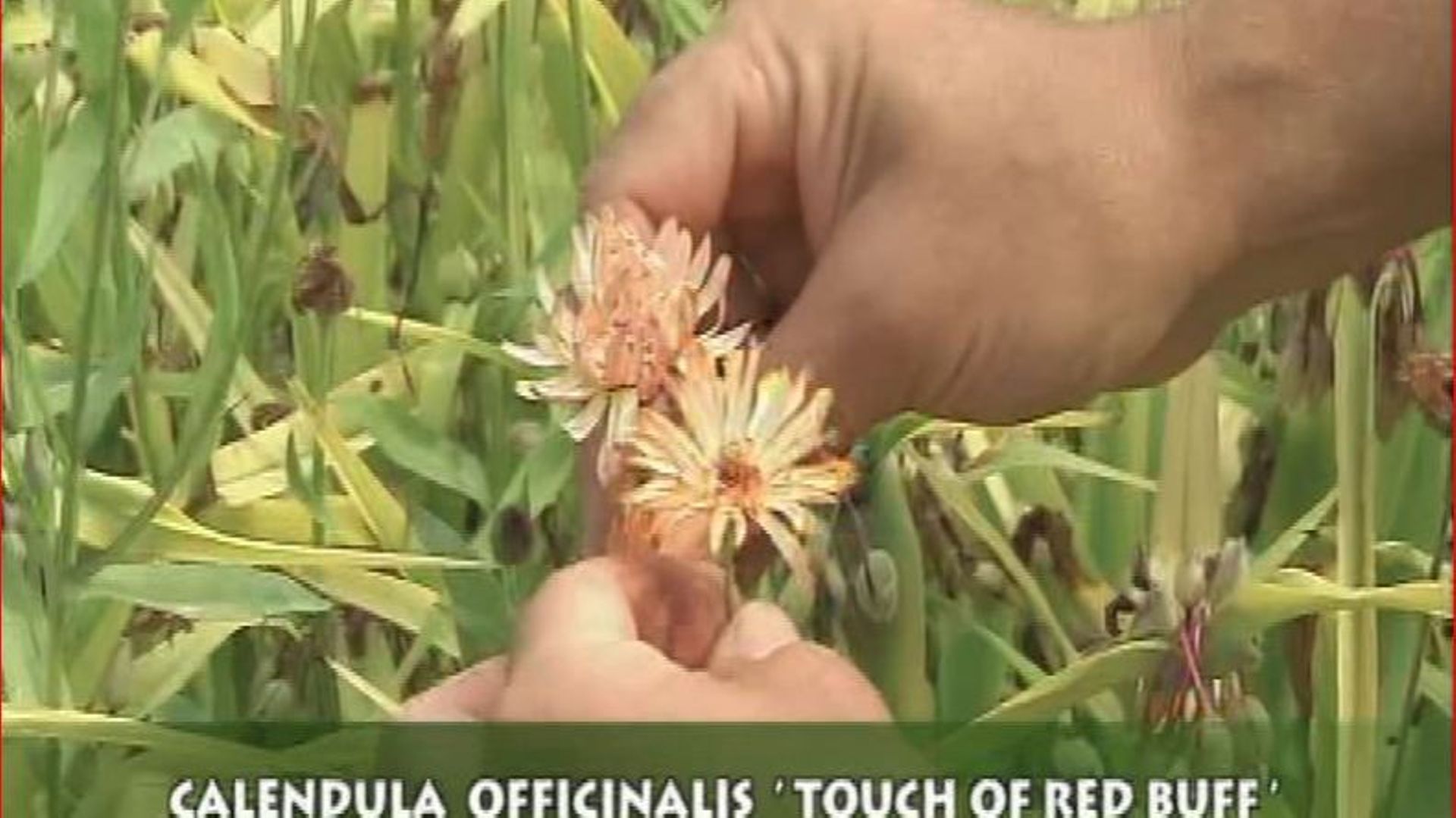 Francis Peeters : Calendula officinalis 'Touch of Red Buff' - rtbf.be
