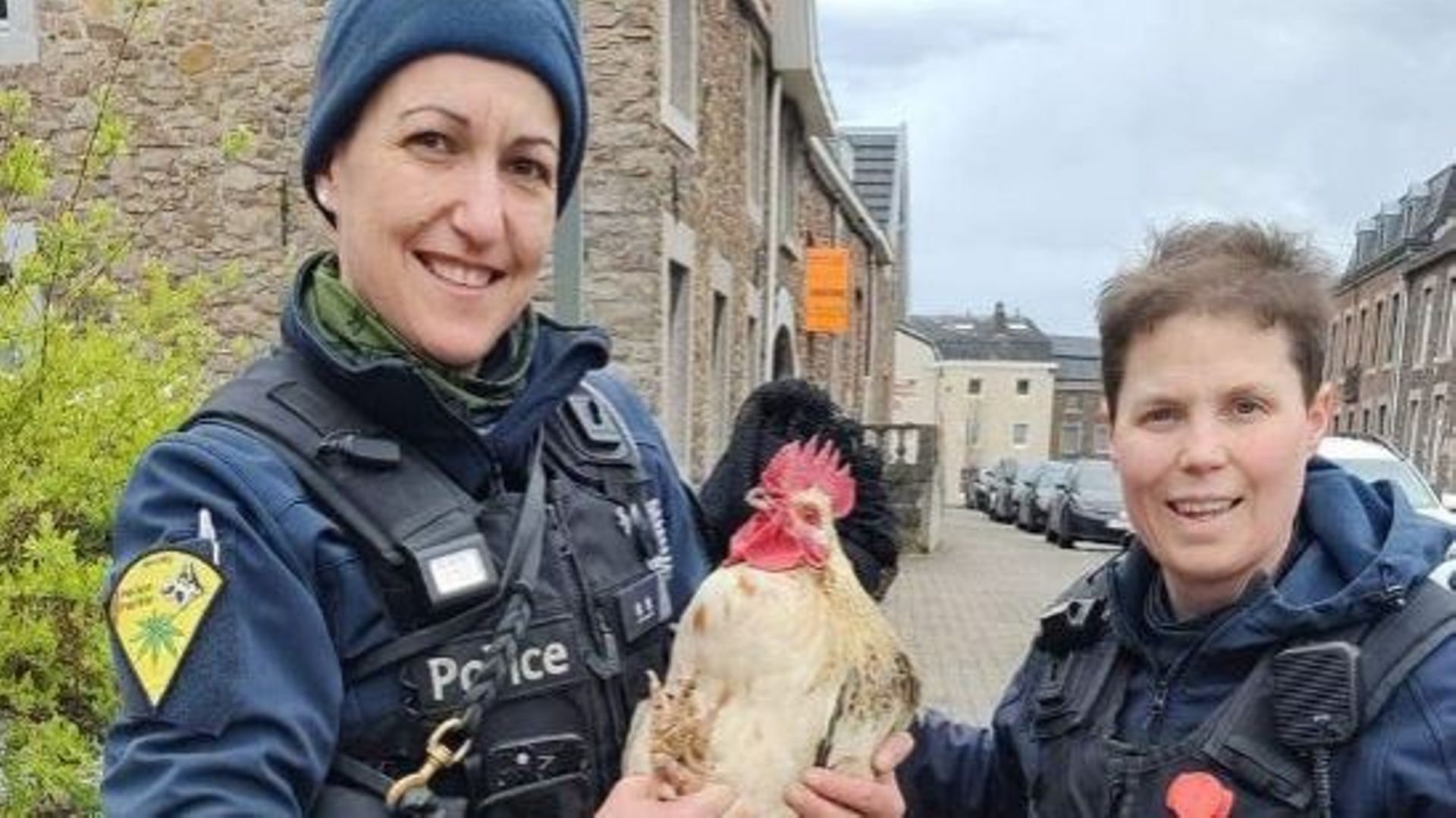 'Chicken run' dans la réalité à Neupré : après un mois de cavale, on a ...