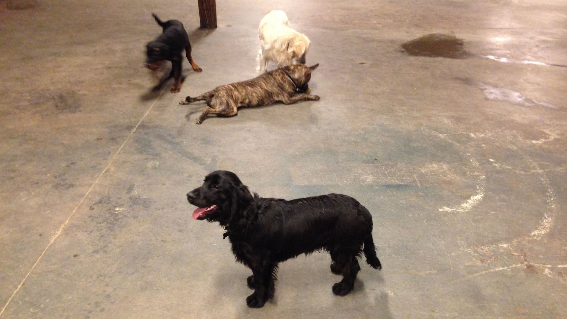 Braine-l'Alleud: la crèche pour chiens 'Dog's Factory' a beaucoup de ...