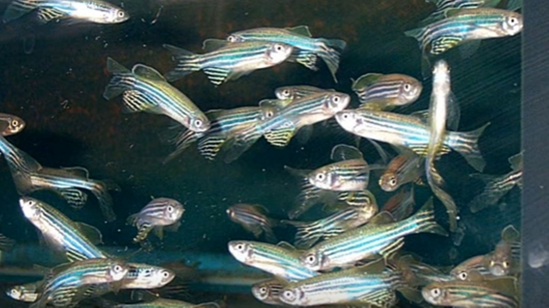 Le poisson zèbre est capable de se régénérer le cœur - RTBF Actus