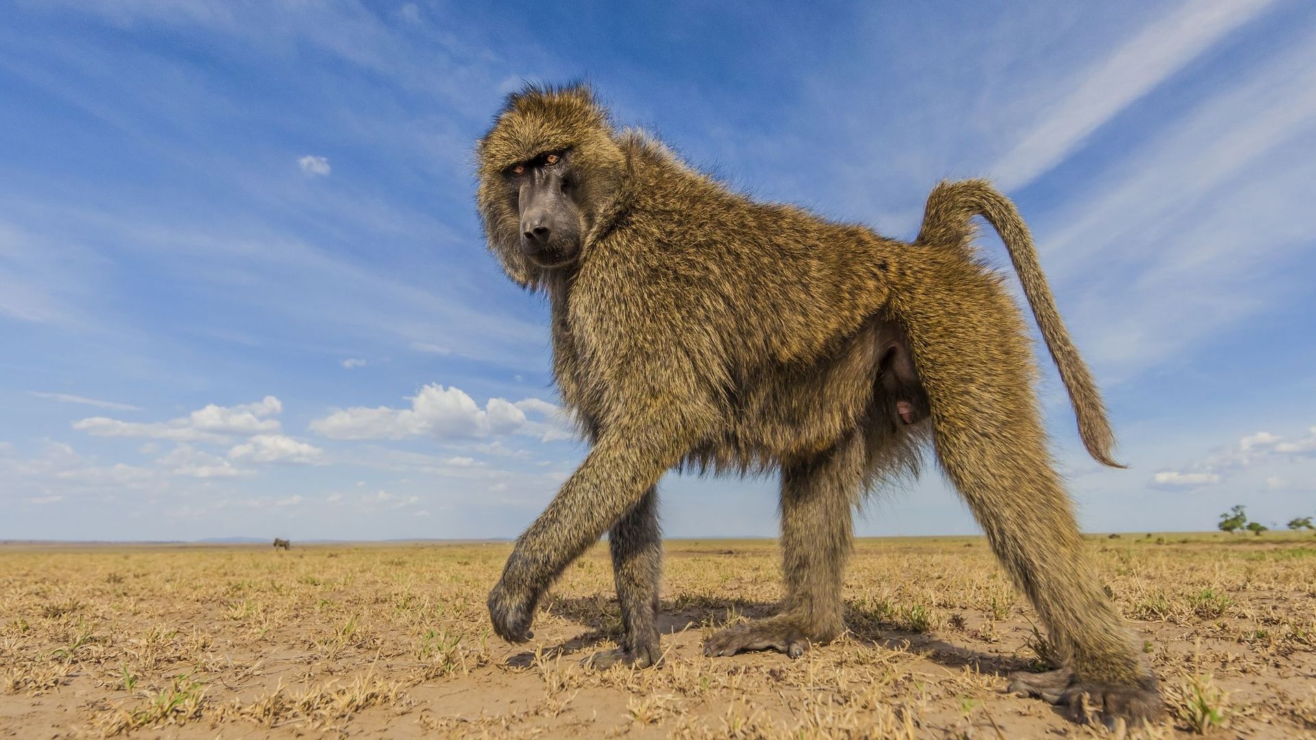 Journée mondiale des intelligences animales : ces animaux plus ...