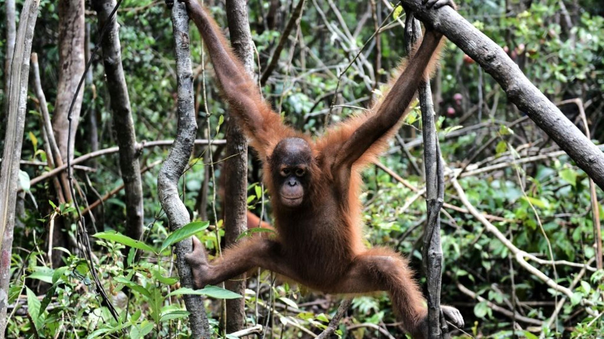 A l'école pour orangs-outans dans la jungle de Bornéo - rtbf.be