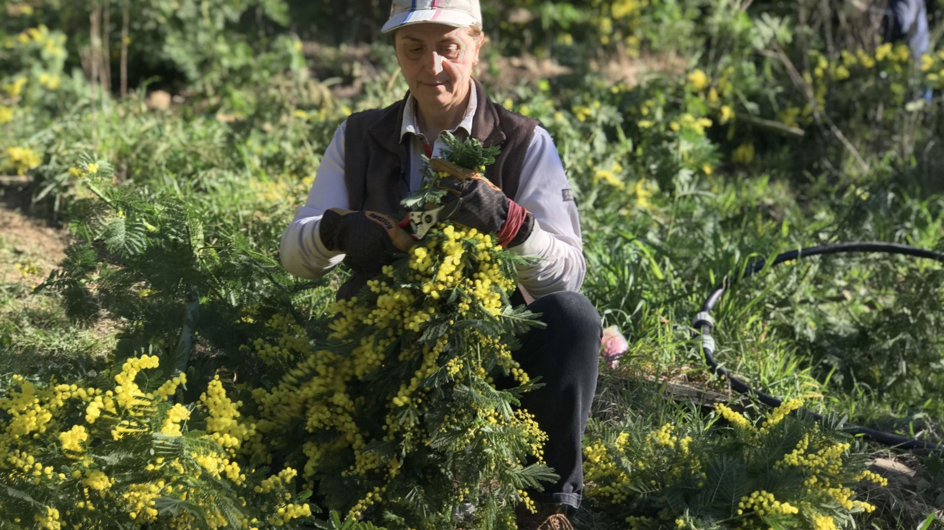 Le mimosa : star des carnavals et trésor de la côte d'Azur - RTBF Actus