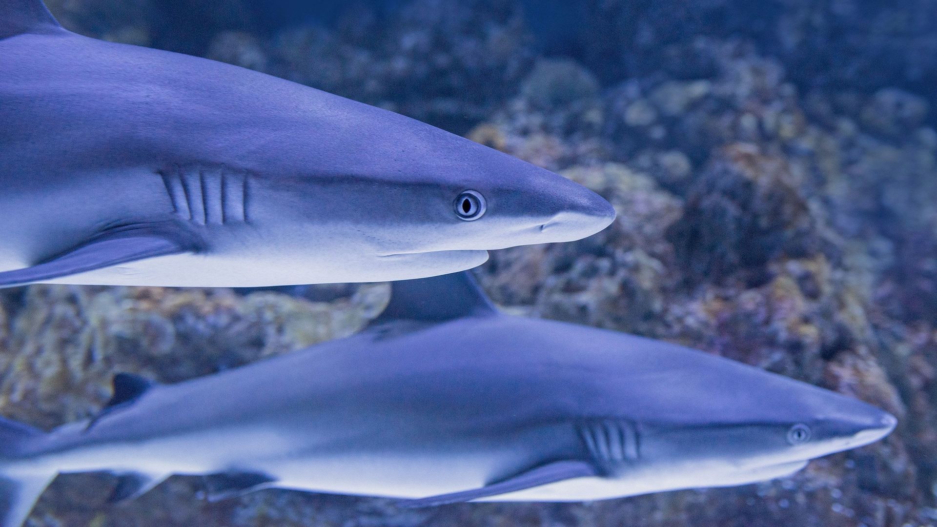 Diable noir : quel est ce poisson des abysses aperçu aux Îles Canaries ...