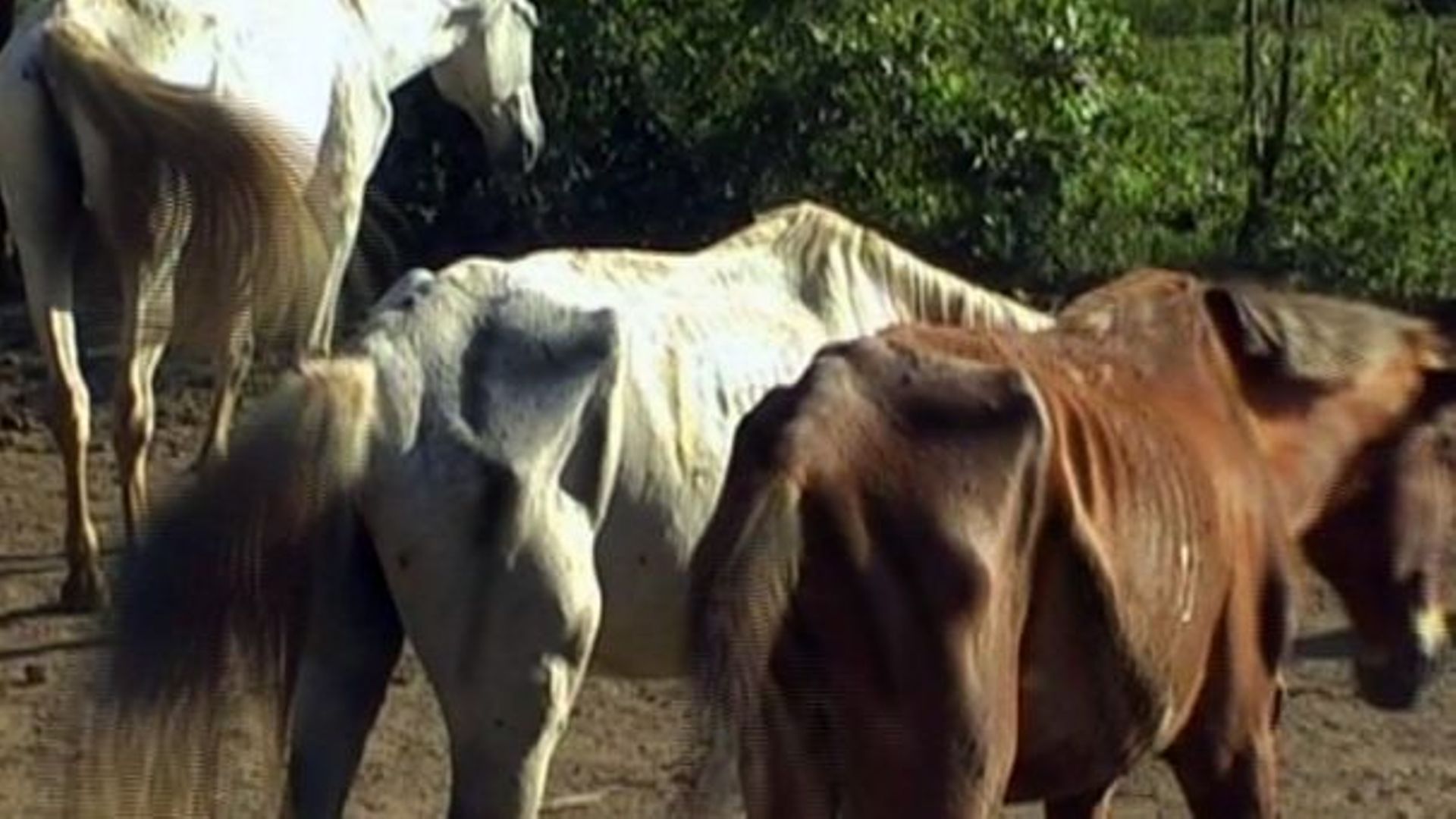 Maltraitance animale à Ogy: lecture de l'arrêt de la Cour d'Appel ...