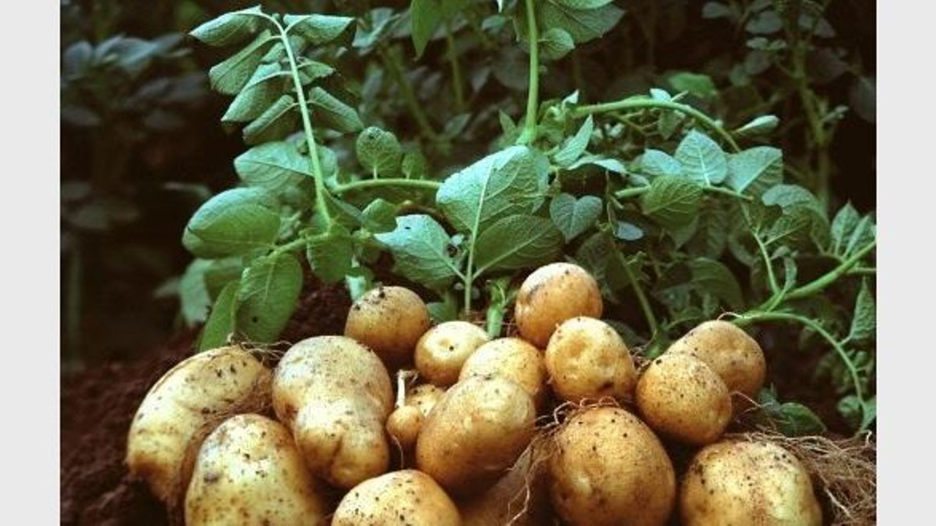 L'Europe autorise la culture d'une pomme de terre OGM - RTBF Actus