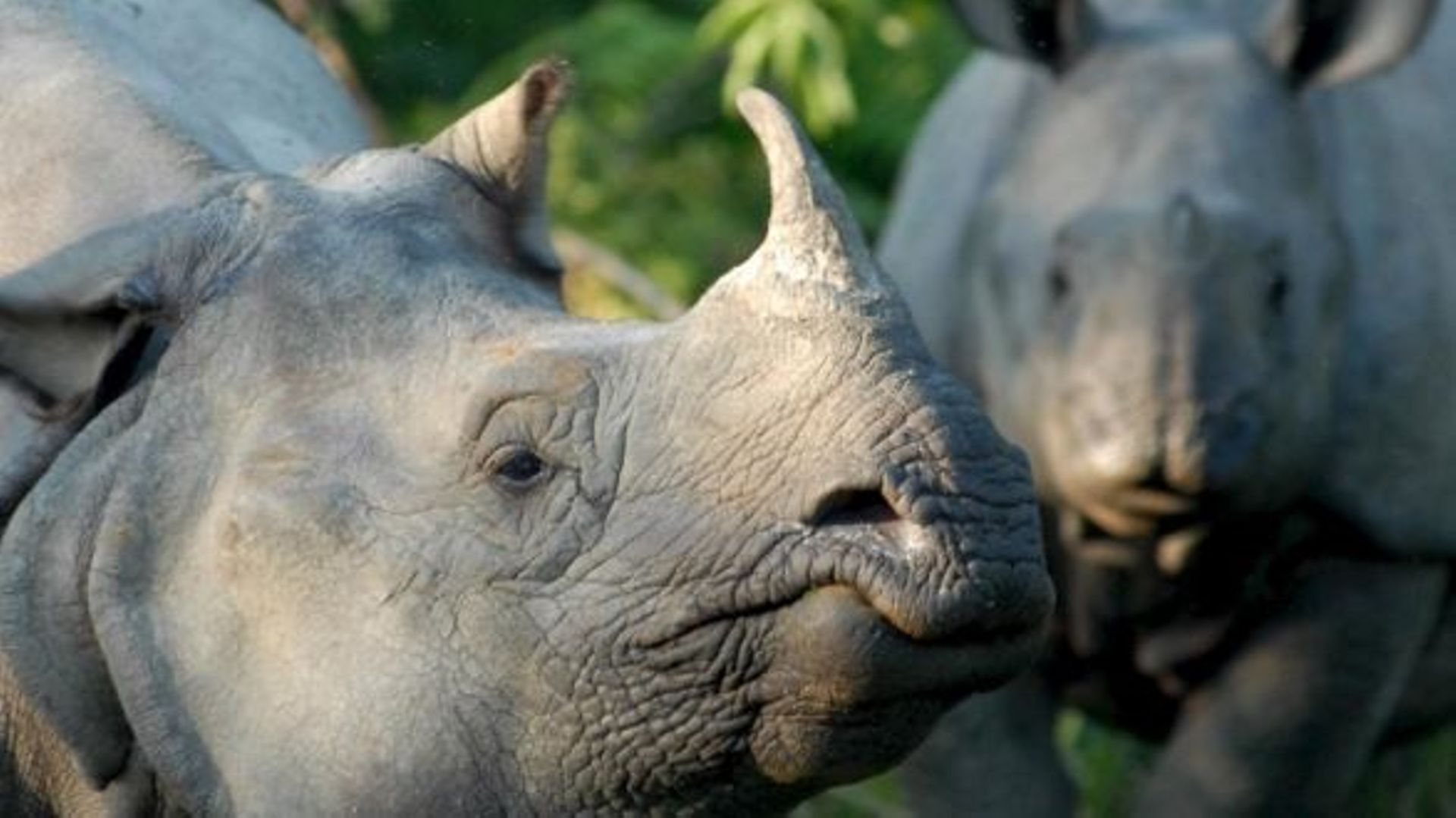 Plus de 27 kilos de cornes de rhinocéros saisis en Thaïlande et au ...