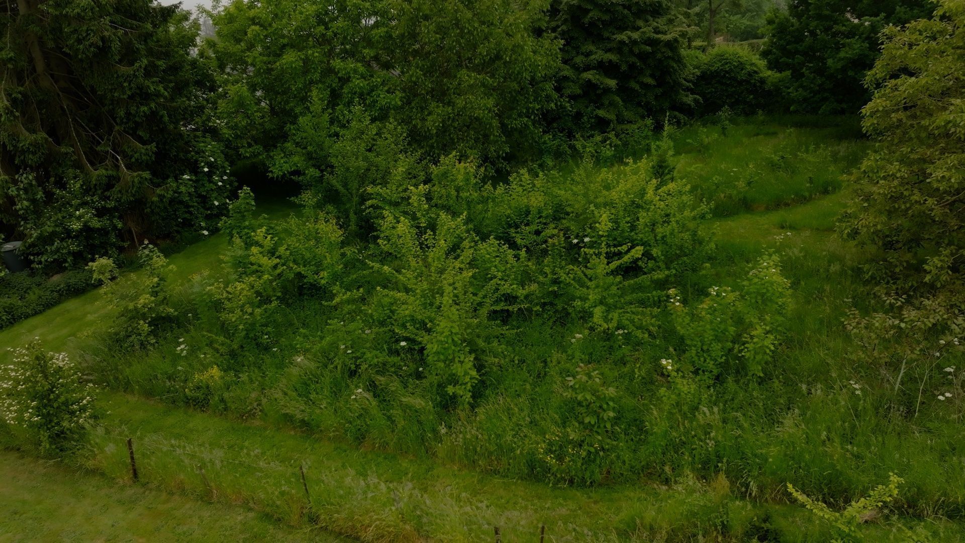 Comment créer une 'mini-forêt' dans son jardin ? - RTBF Actus