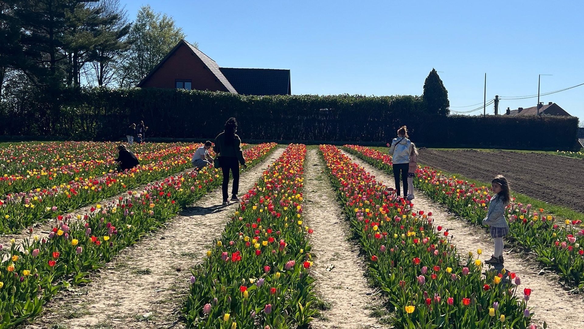 Cueillir ses propres tulipes dans un champ ? C’est possible un peu ...