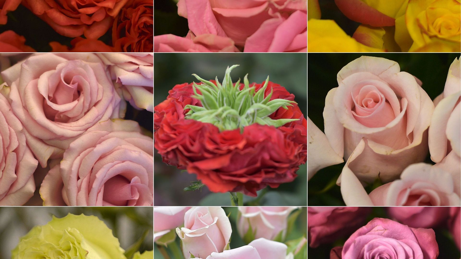 Les roses d'Equateur, stars de la Saint-Valentin - RTBF Actus