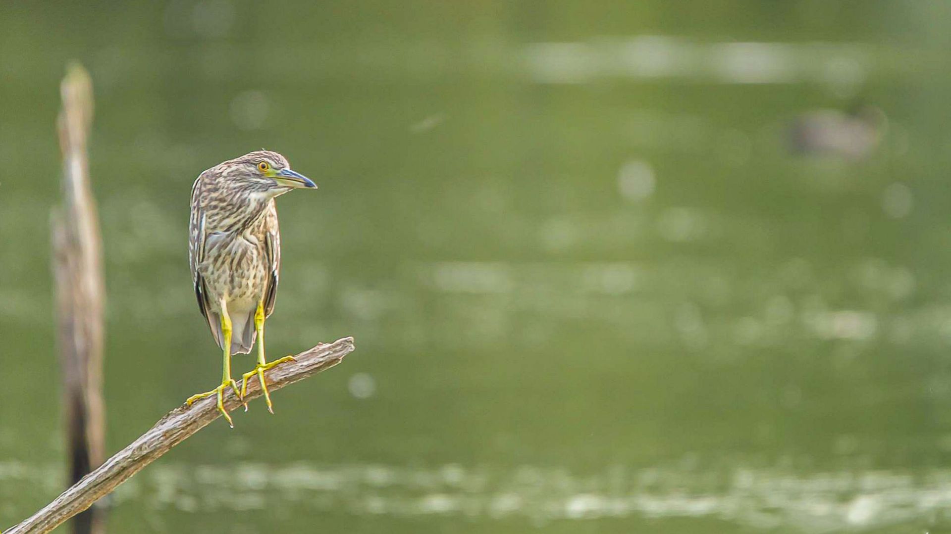 Indonésie : un ornithologue belge découvre une nouvelle espèce d'oiseau ...