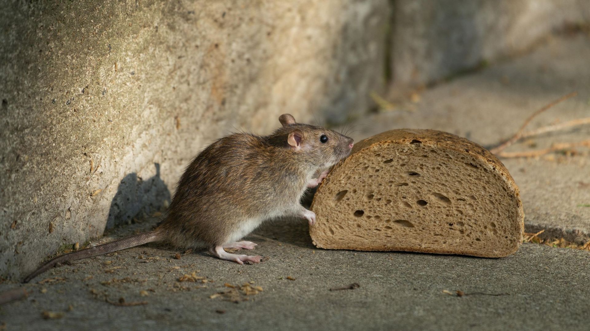 Bière et bagels à New York, croissants et beurre à Paris : les rats ...