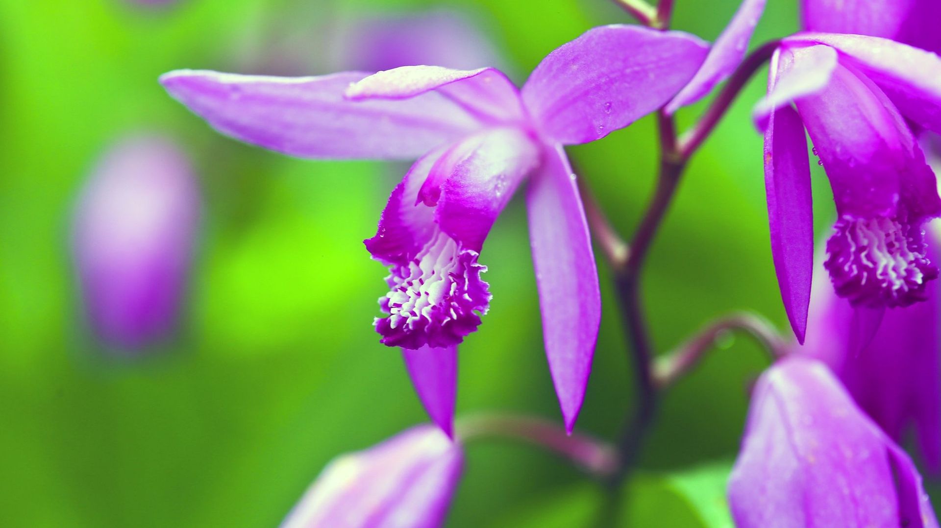 Une orchidée rare observée pour la première fois à l'état sauvage ...
