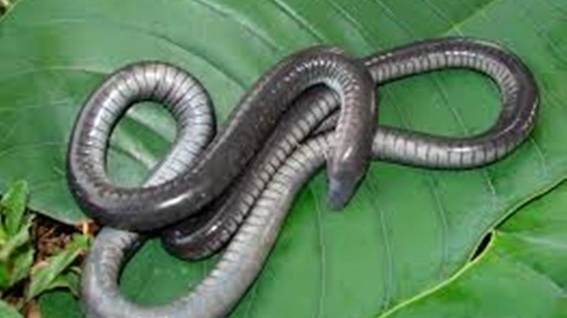 Histoires d'anoures ou tout savoir sur les batraciens - rtbf.be