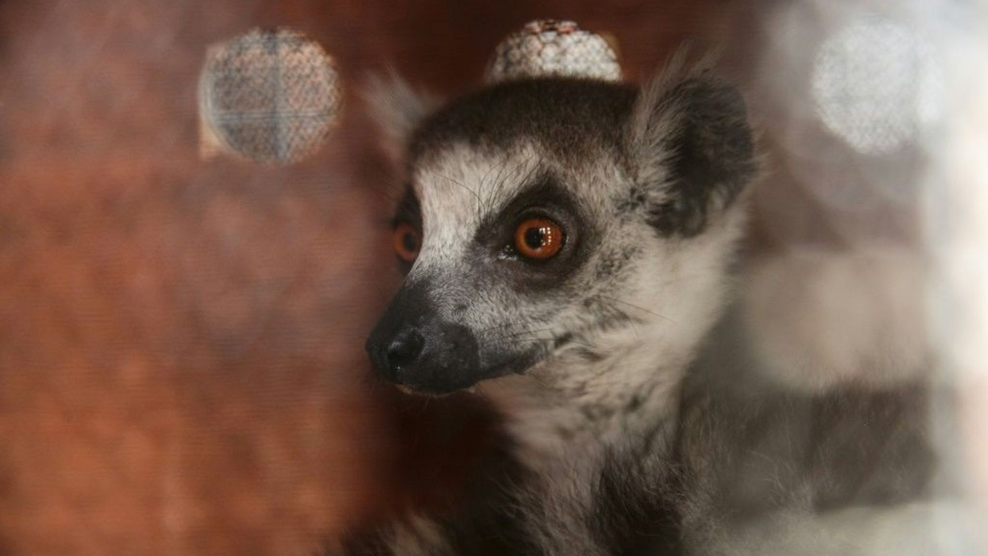 Les 10 animaux les plus effrayants pour l’humain - RTBF Actus
