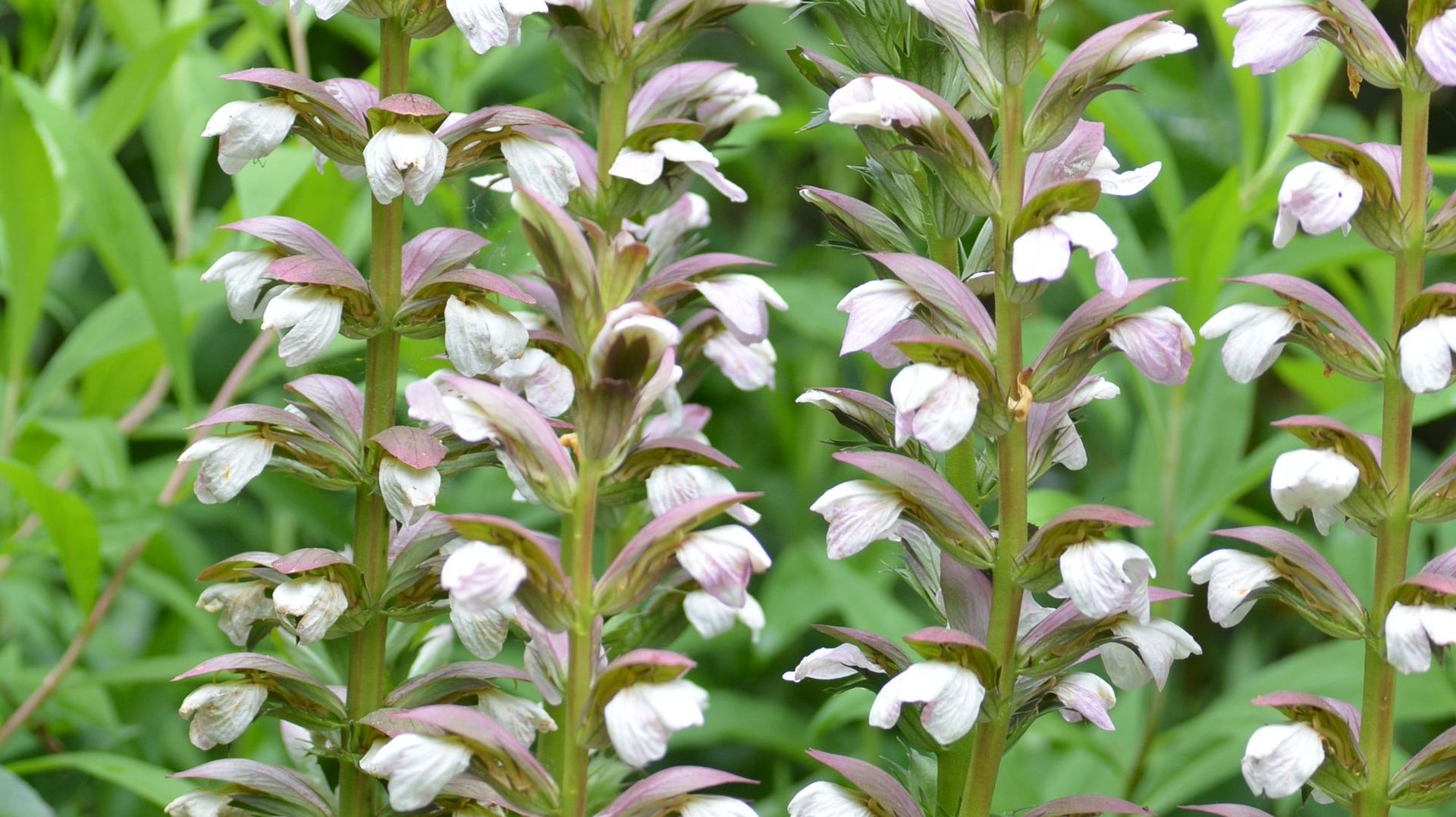 Les acanthes : des vivaces majestueuses pour un jardin d'exception ...