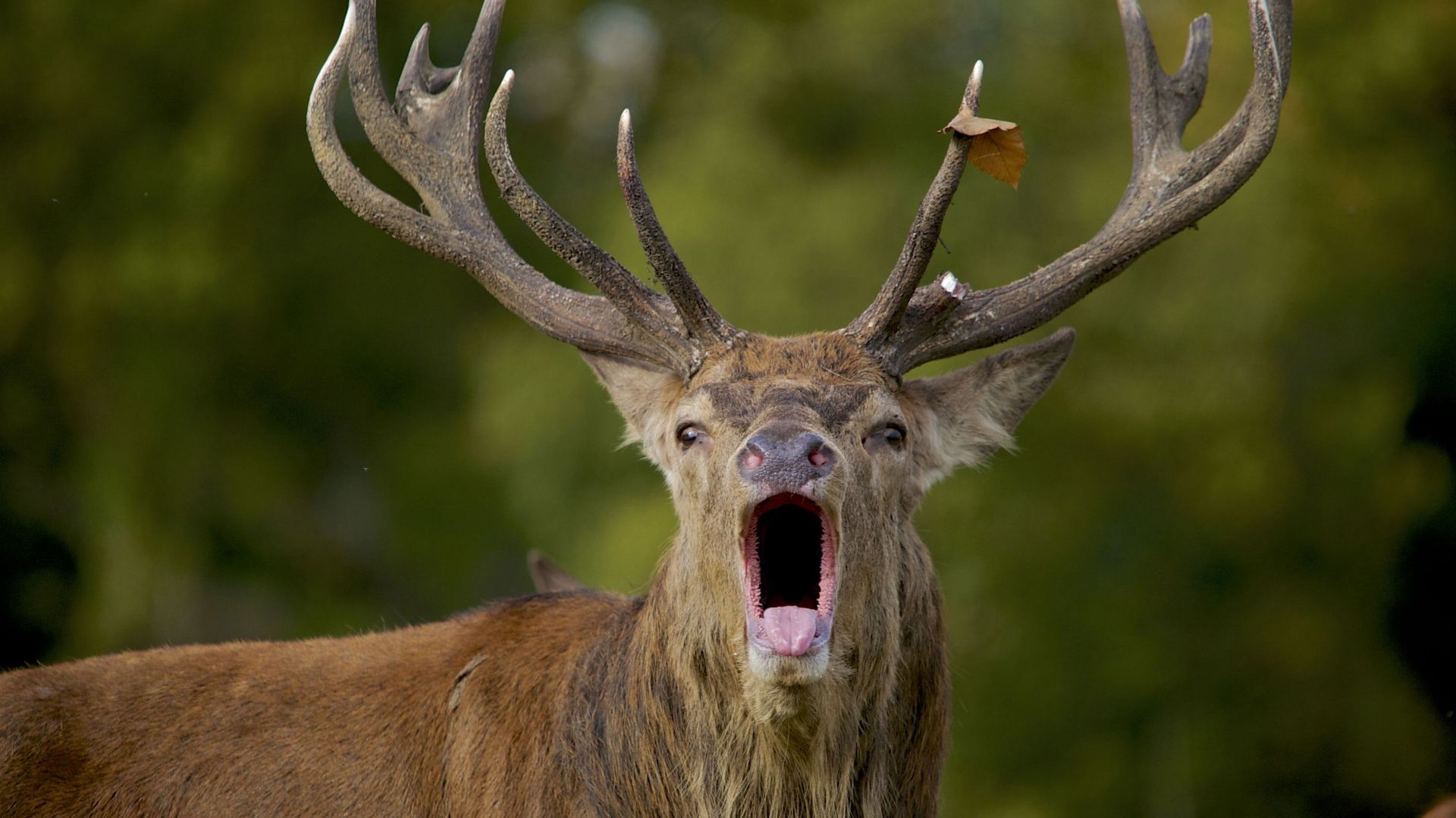 Un mec fou de joie de voir passer des cerfs, ça surprend