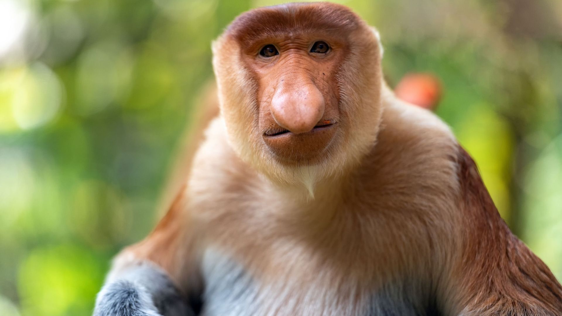 Le Nasique Quel Est Cet Animal Curieux tonnant Cousin De L homme Le Nasique Quel Est Cet Animal Curieux tonnant Cousin De L homme